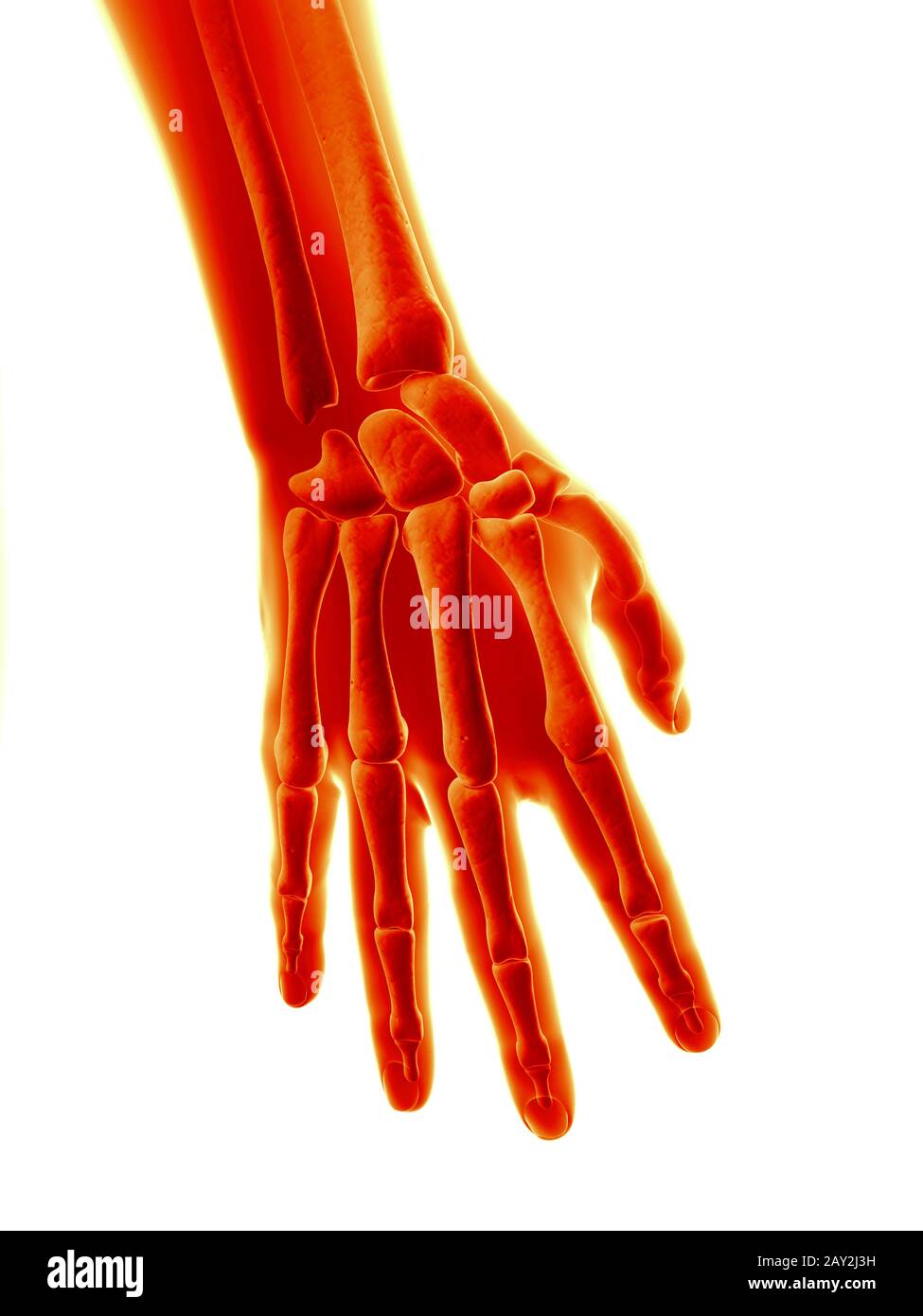 Finger bones hi-res stock photography and images - Alamy