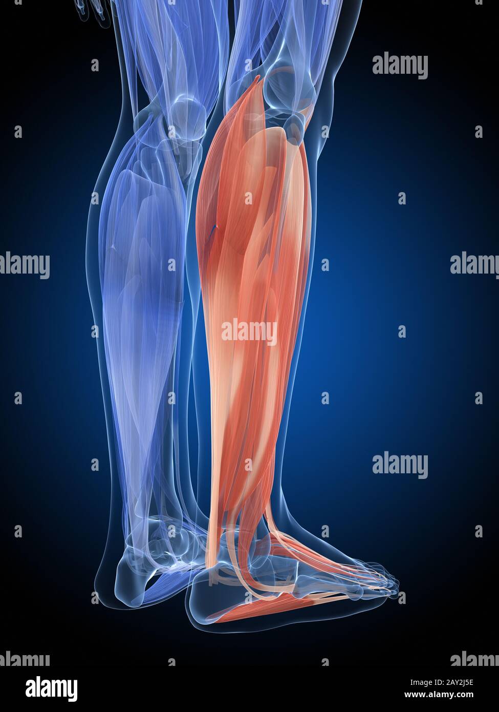3d rendered illustration - leg muscles Stock Photo - Alamy