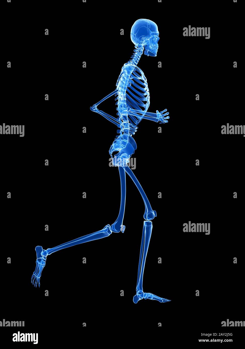Human skeleton illustration running hi-res stock photography and images ...