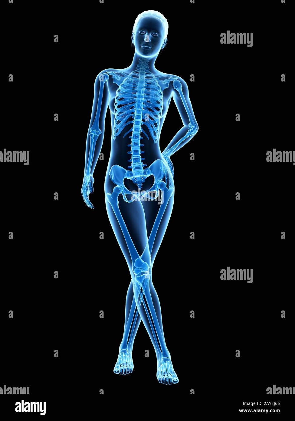 Medical anatomy skeleton hi-res stock photography and images - Alamy