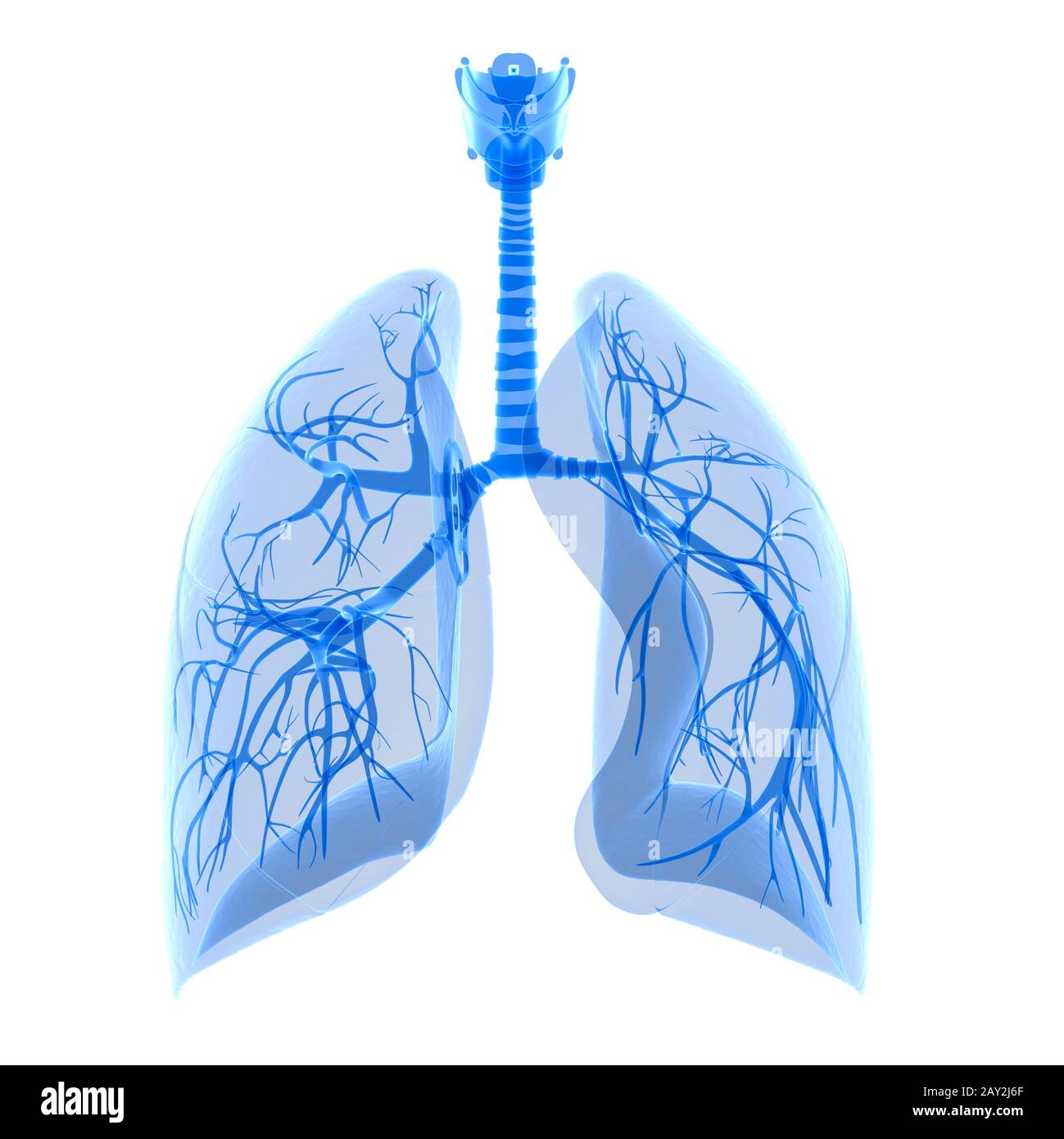 3d rendered illustration - lung and bronchi Stock Photo - Alamy