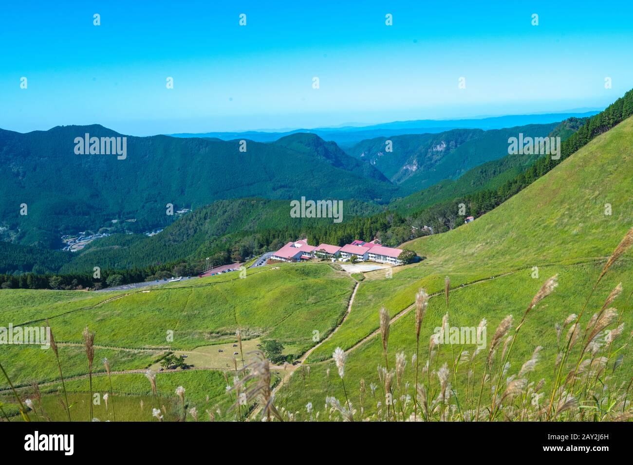 A green hill covered with Japanese pampas grass. Soni highland, Nara ...