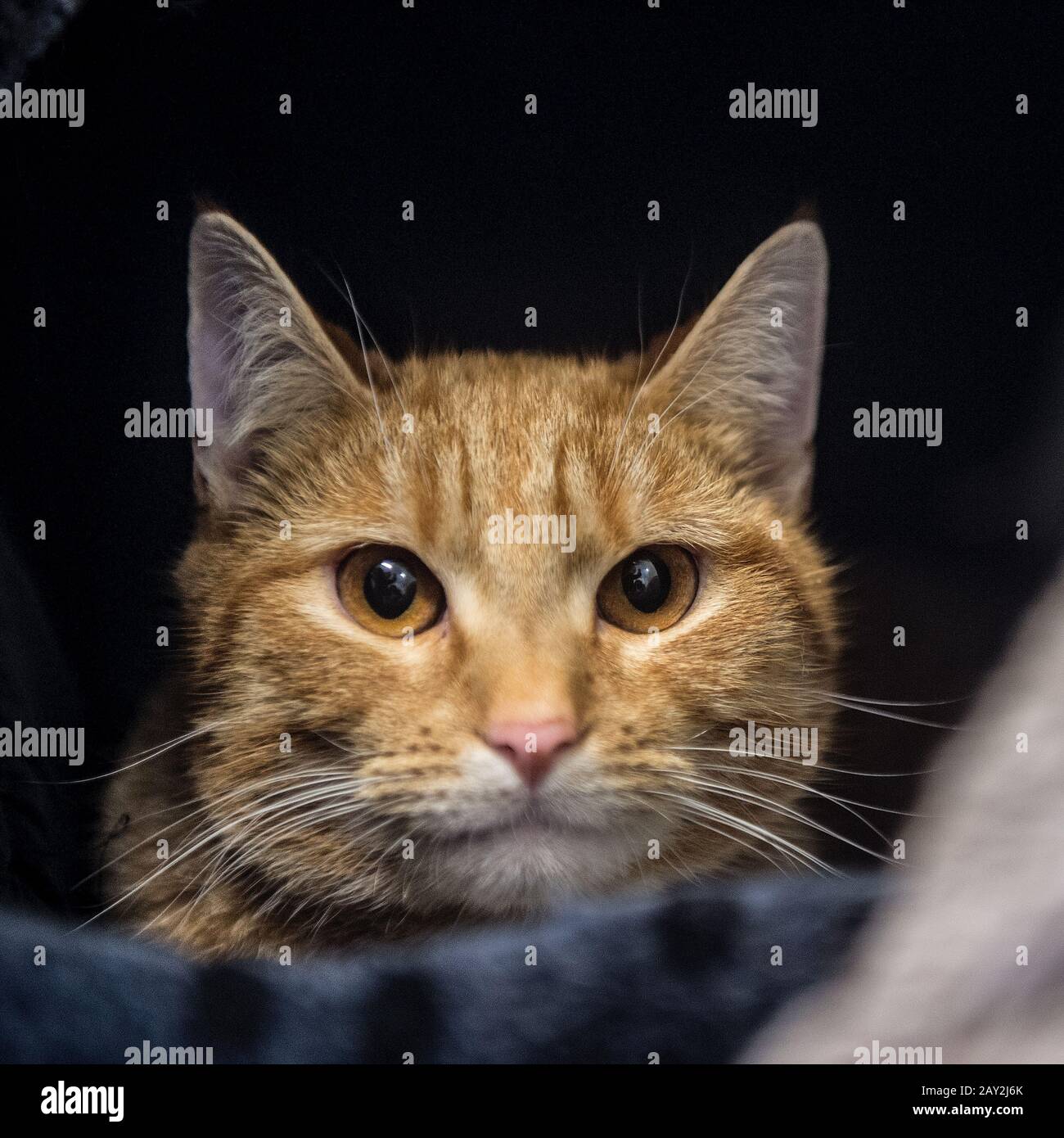 Ginger cat eye close up hi-res stock photography and images - Alamy