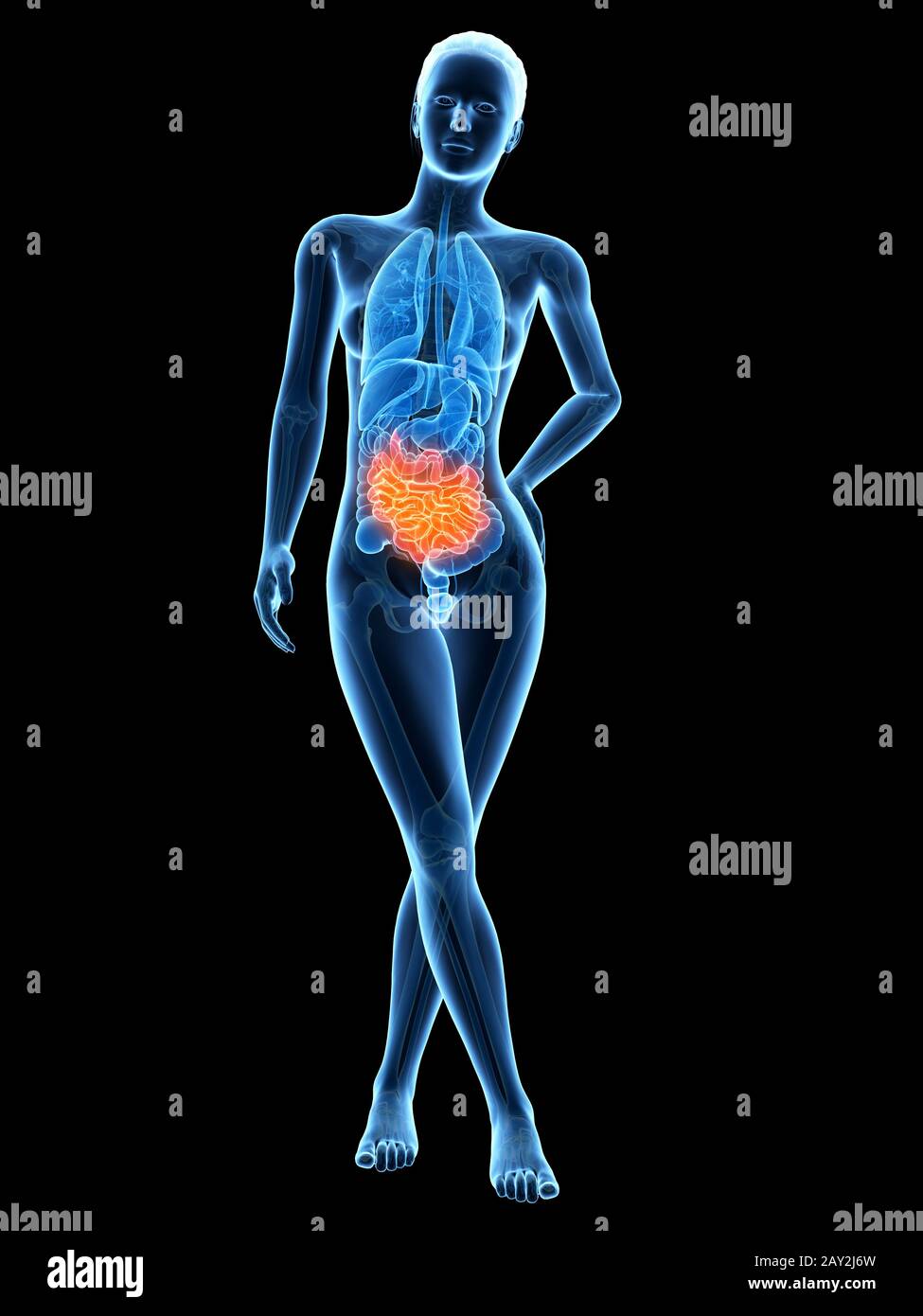medical 3d illustration - female anatomy - intestine Stock Photo - Alamy