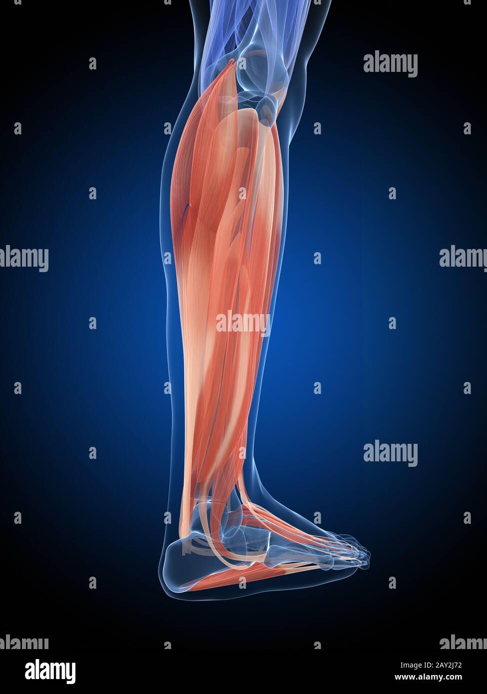 3d rendered illustration - leg muscles Stock Photo - Alamy