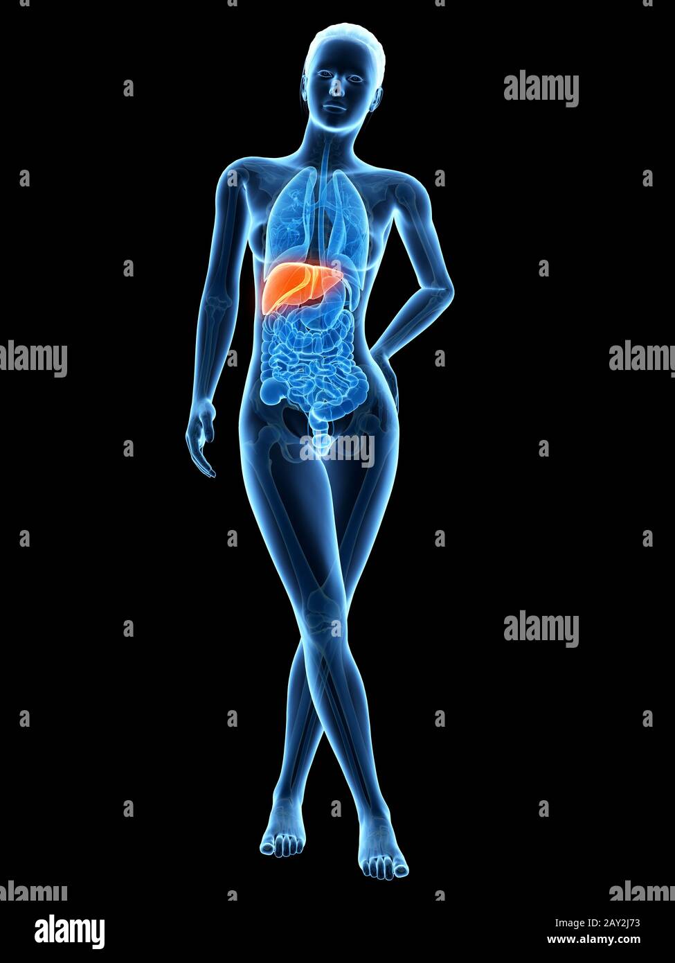 Female liver hi-res stock photography and images - Alamy