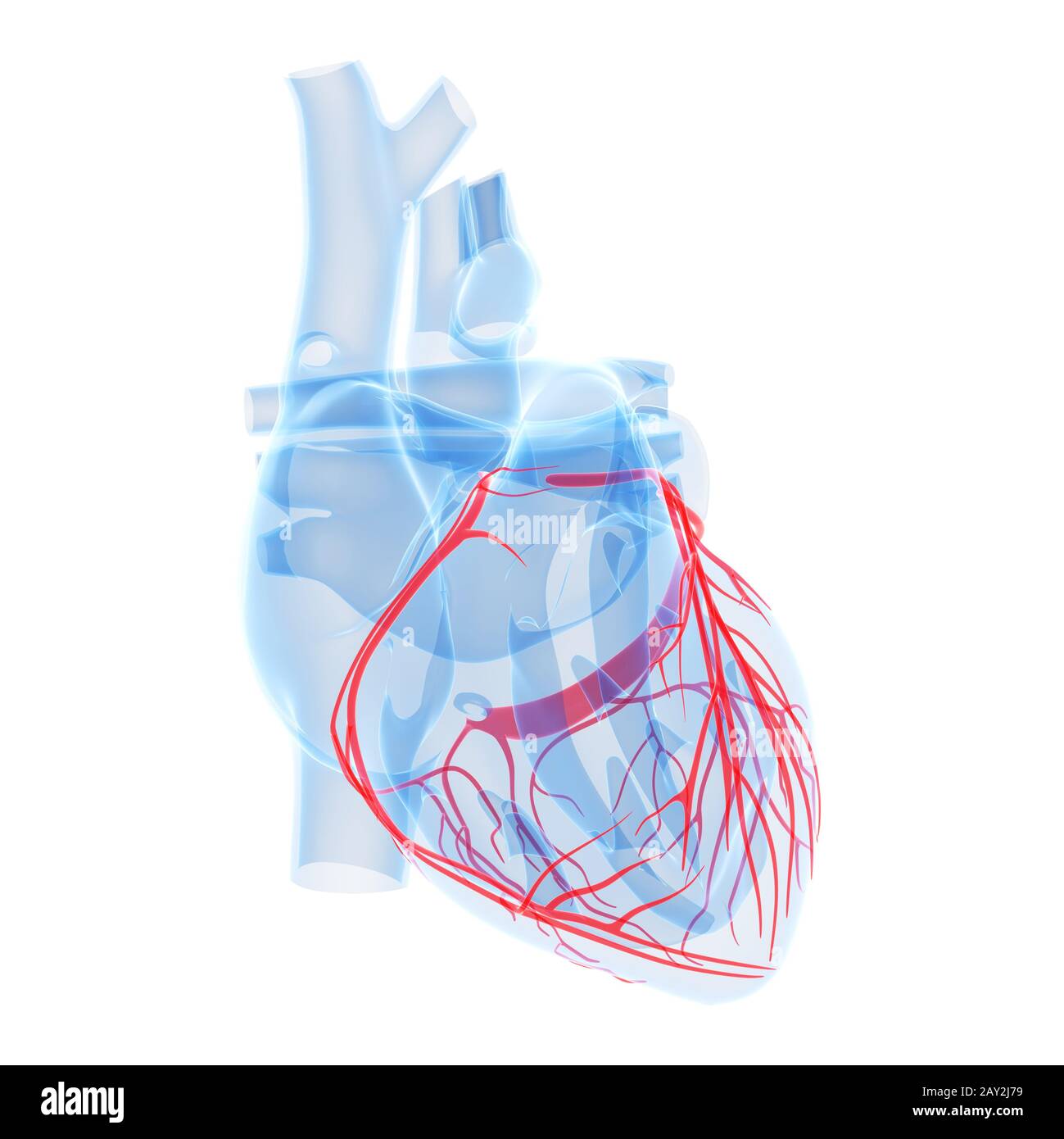 Coronary vessels hi-res stock photography and images - Alamy