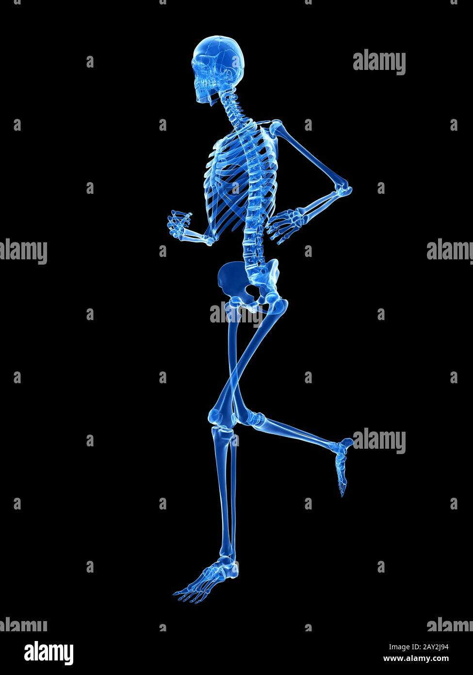 Medical skeleton running knee joints hi-res stock photography and images - Alamy
