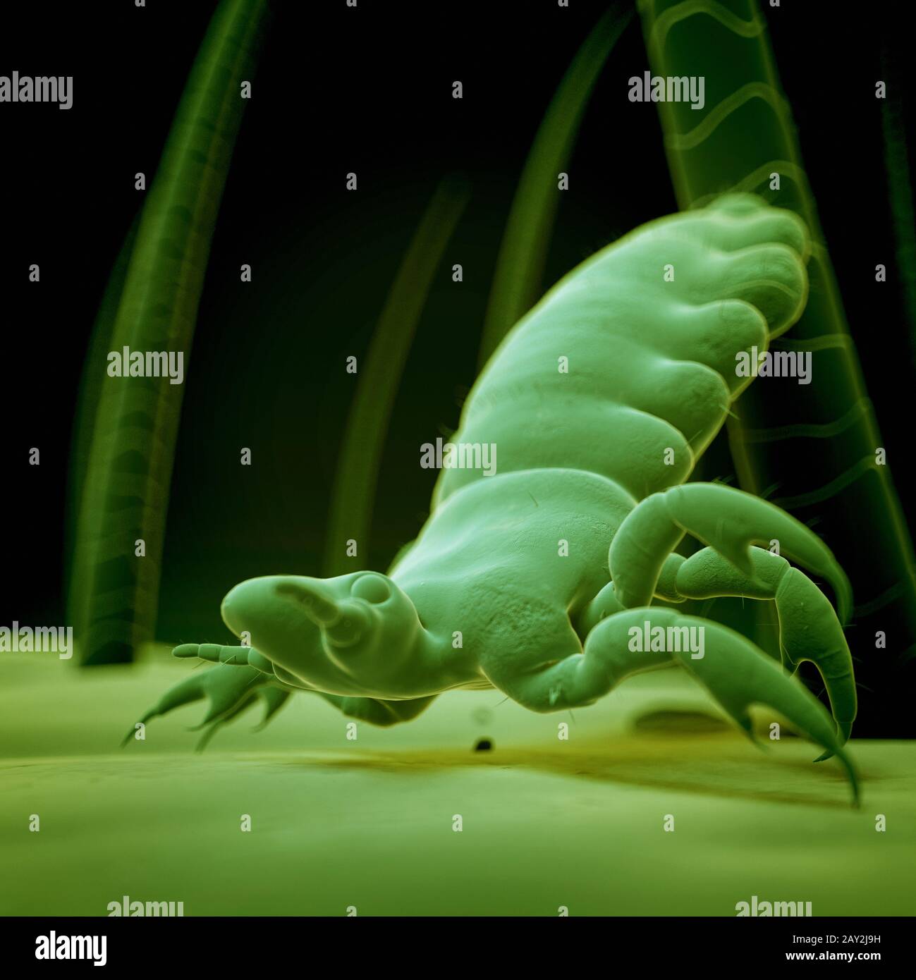 Wingless insects hi-res stock photography and images - Alamy