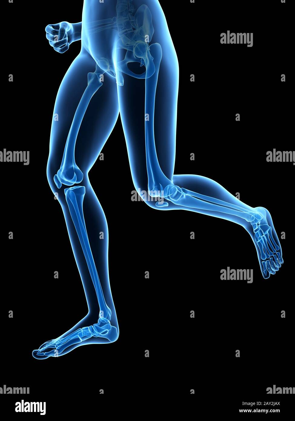 Medical illustration leg bones hi-res stock photography and images - Alamy