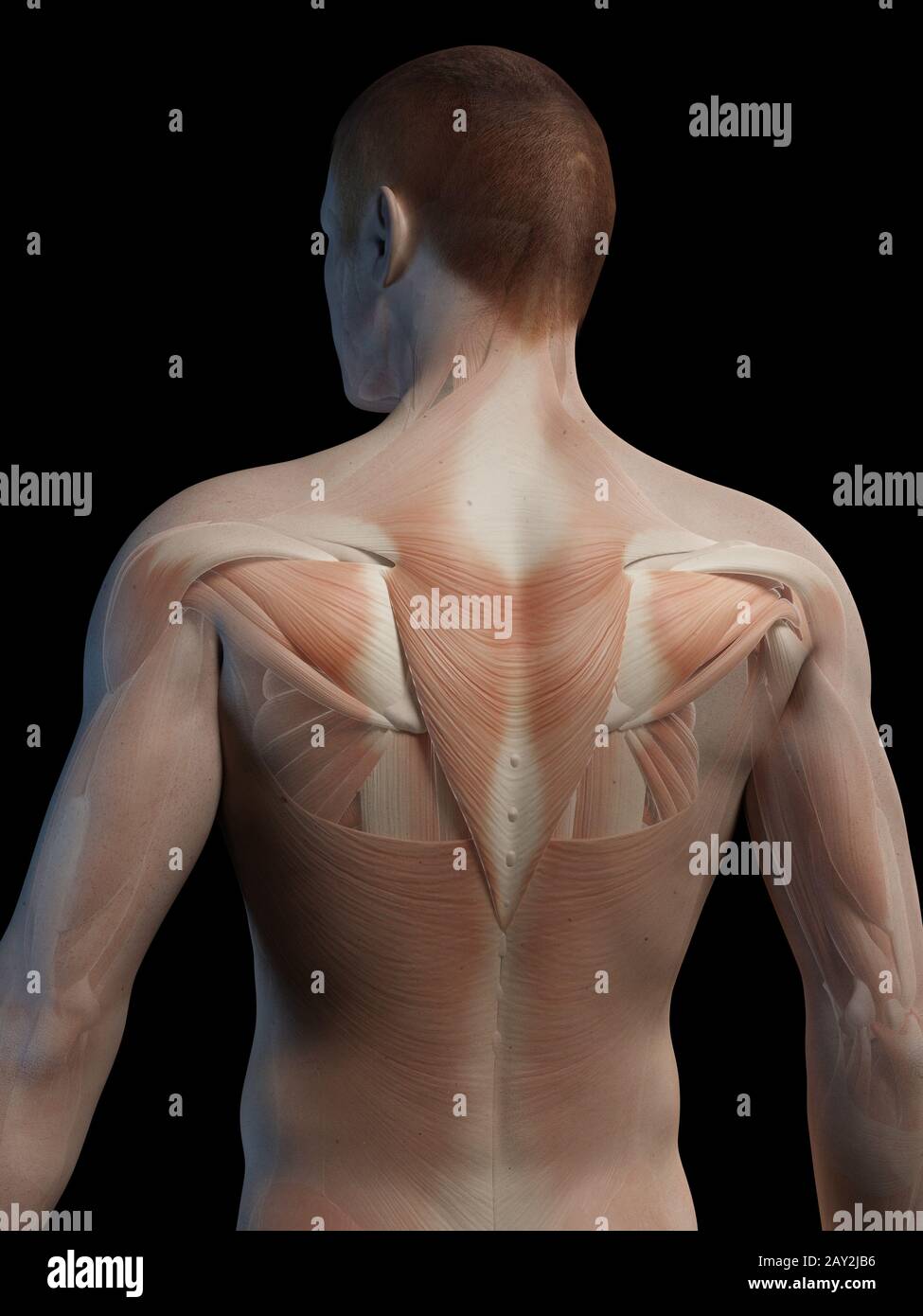 medical 3d illustration - male muscle system - back muscles Stock Photo ...
