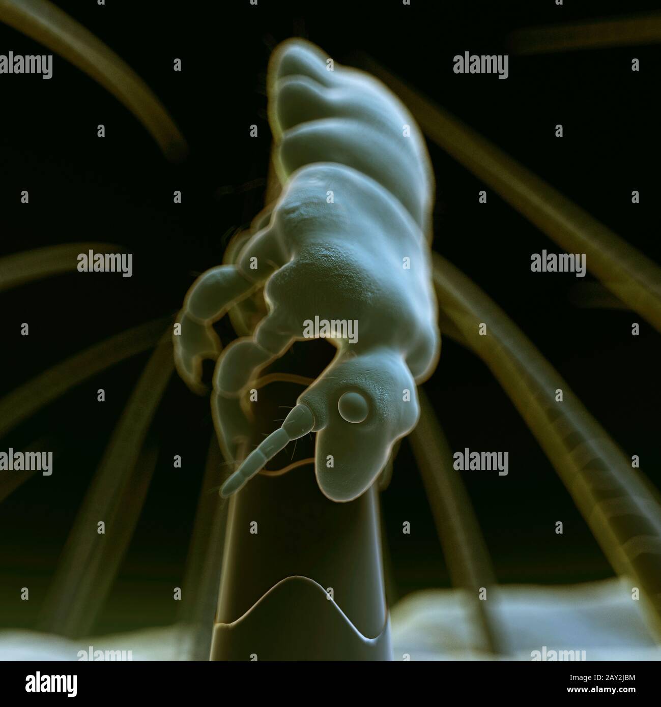 Human body louse hi-res stock photography and images - Alamy