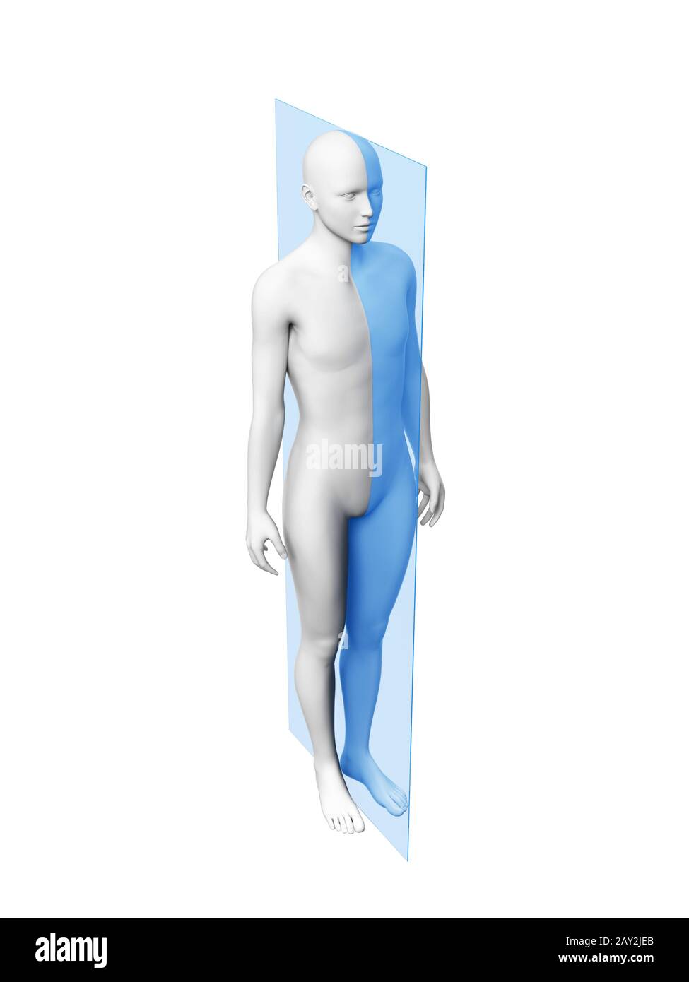 anatomy layer Stock Photo - Alamy