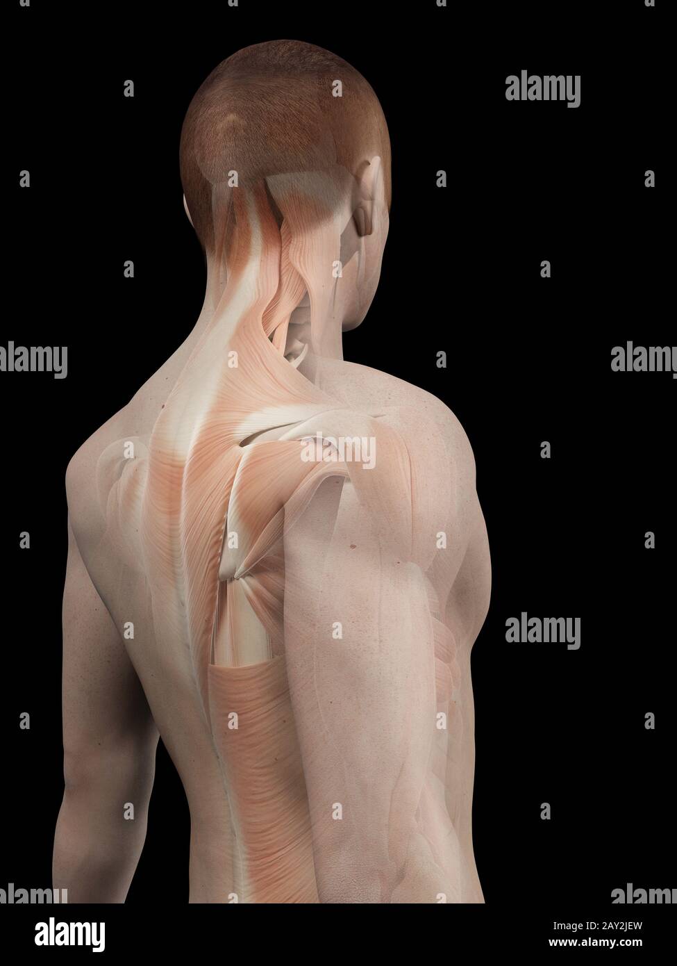 medical 3d illustration - male muscle system - back muscles Stock Photo ...