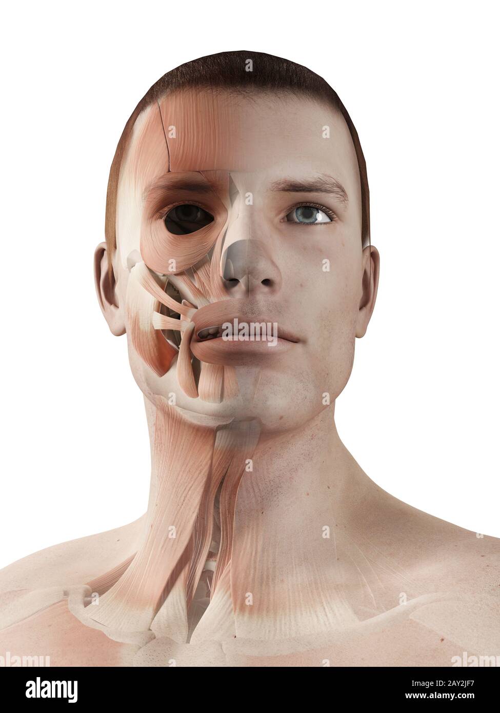 medical 3d illustration - male muscle system - facial muscles Stock ...