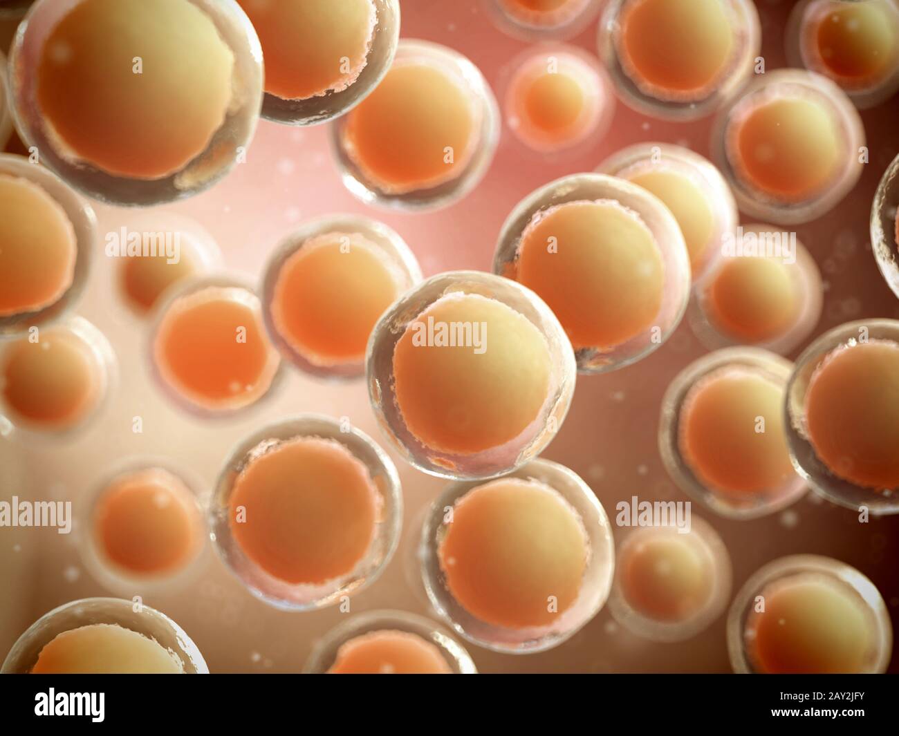 Human blastocyst microscope hi-res stock photography and images - Alamy