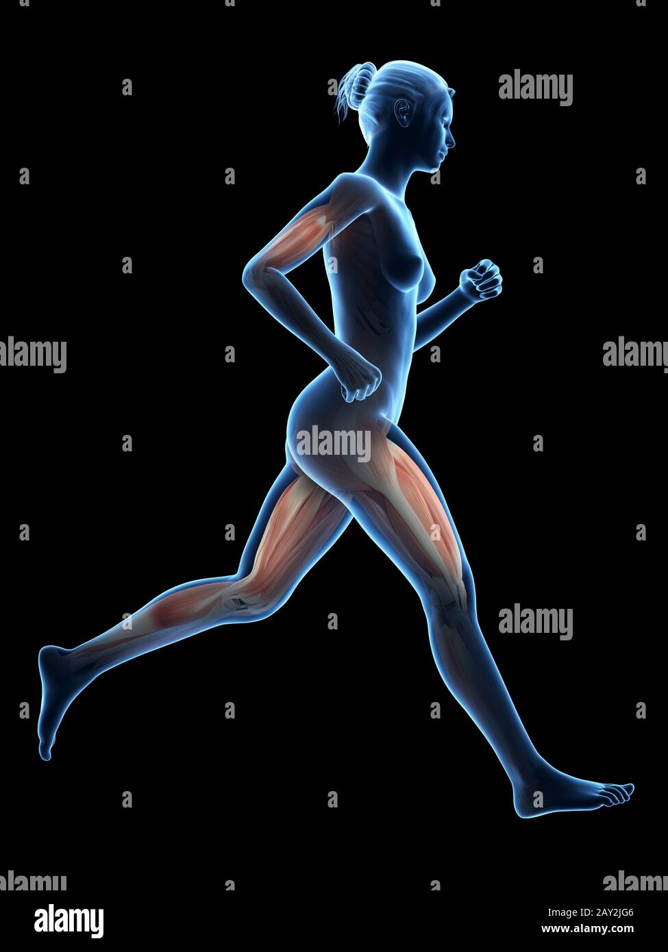 Female Body Muscles Illustration On High Resolution Stock Photography ...