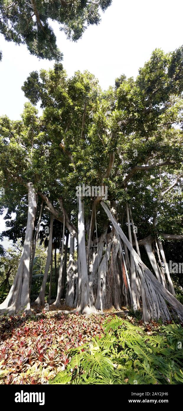 Large-leaved fig with aerial roots Stock Photo - Alamy