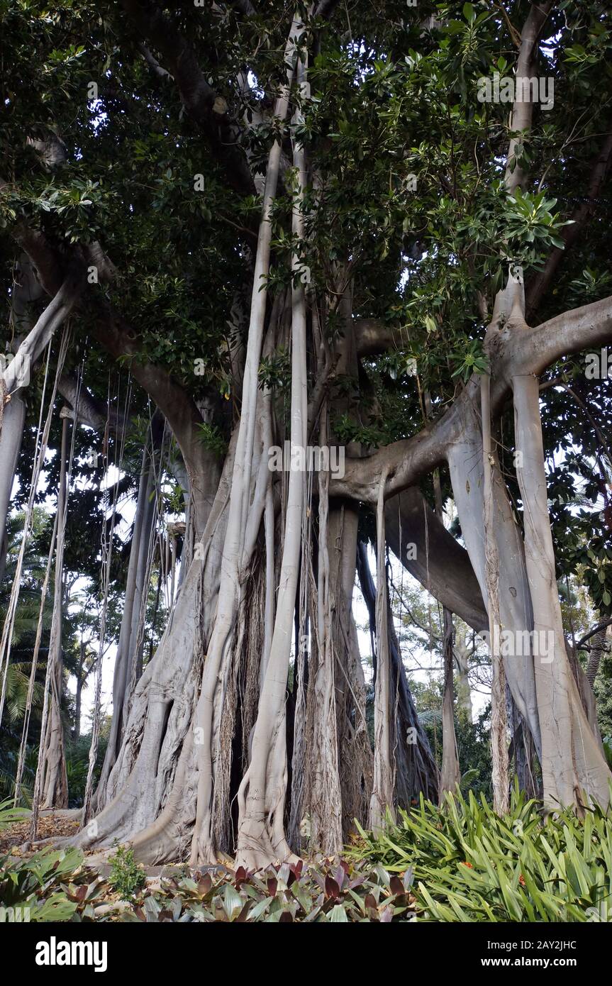 Ficus macrophylla columnaris hi-res stock photography and images - Alamy