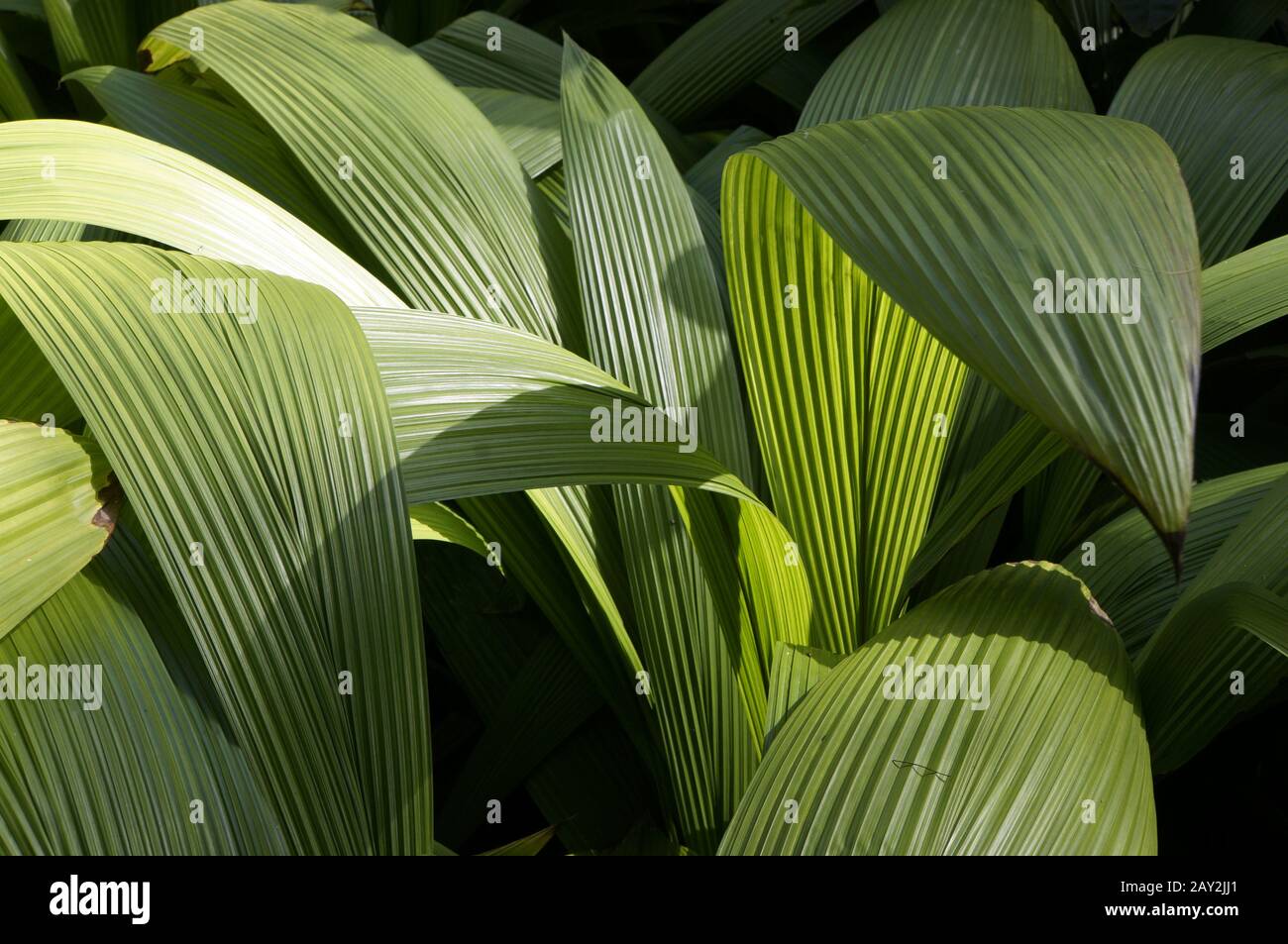 Curved Back High Resolution Stock Photography and Images - Alamy