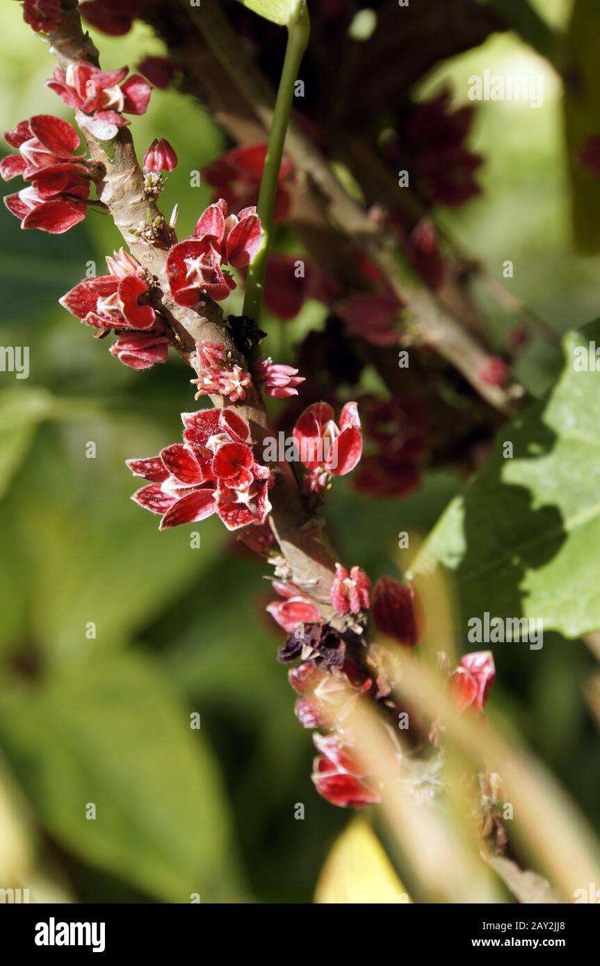 Goethea hi-res stock photography and images - Alamy