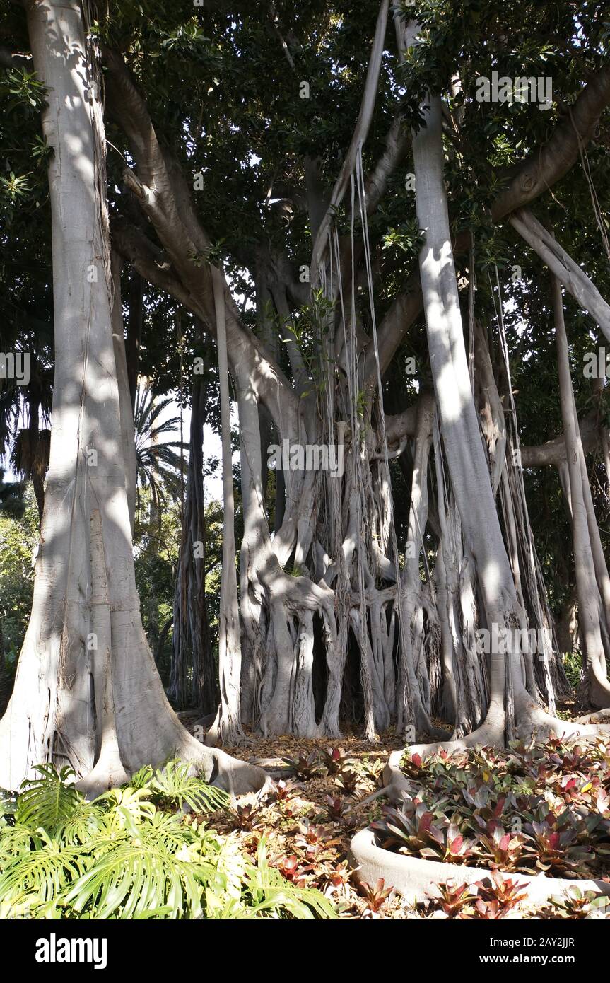 Large-leaved fig with aerial roots Stock Photo - Alamy