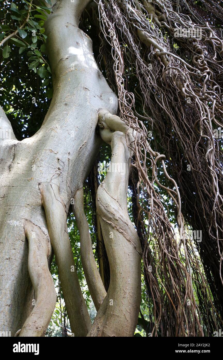 Fig tree with aerial roots Stock Photo - Alamy