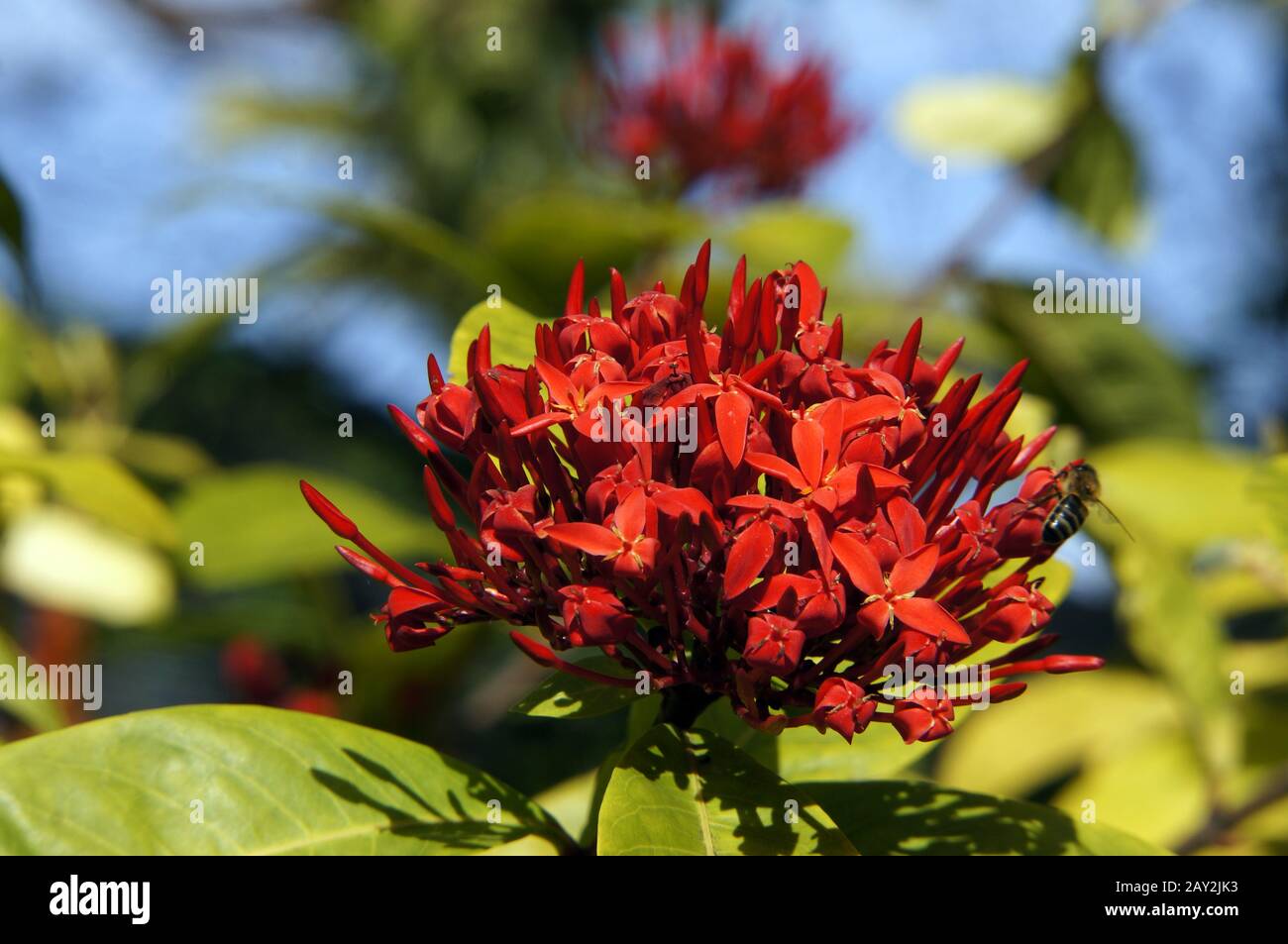 Scarlet ixora hi-res stock photography and images - Alamy