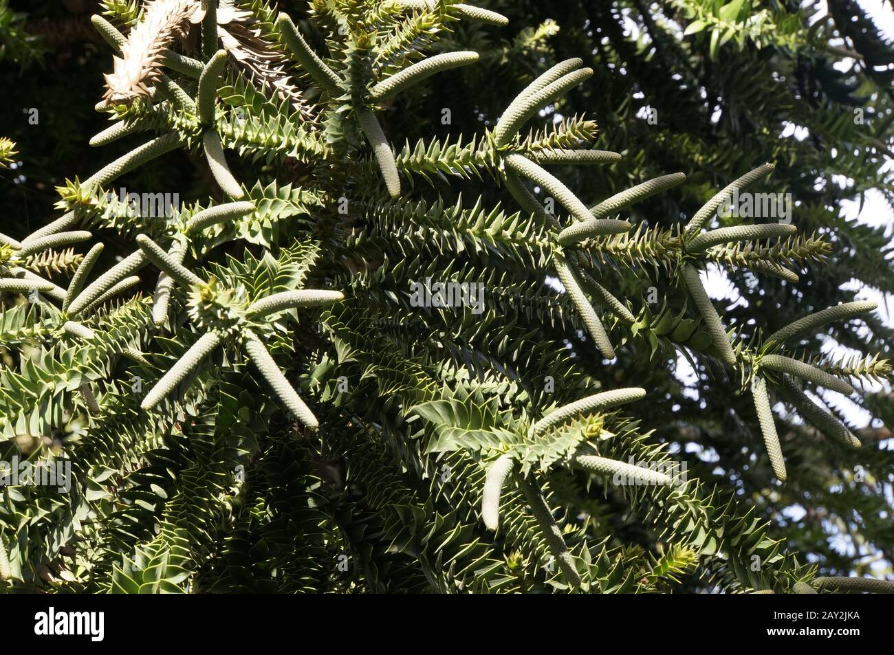 Queensland Araukarie High Resolution Stock Photography and Images - Alamy