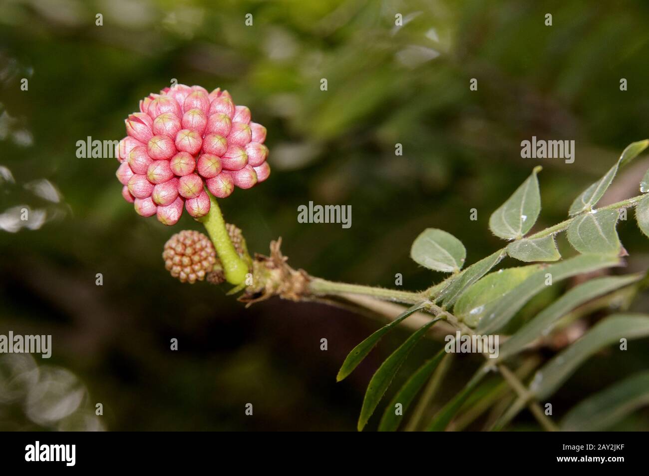powder puff shrub Stock Photo - Alamy