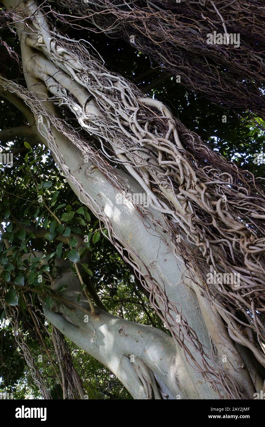 Fig tree with aerial roots Stock Photo - Alamy