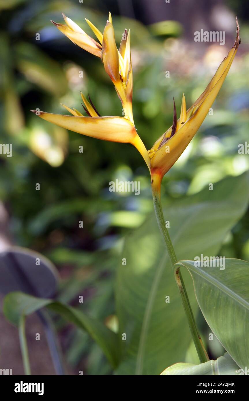 Heliconia indica hi-res stock photography and images - Alamy