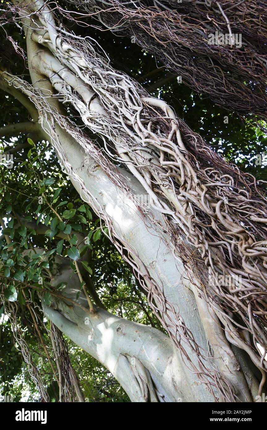 Fig tree with aerial roots Stock Photo - Alamy