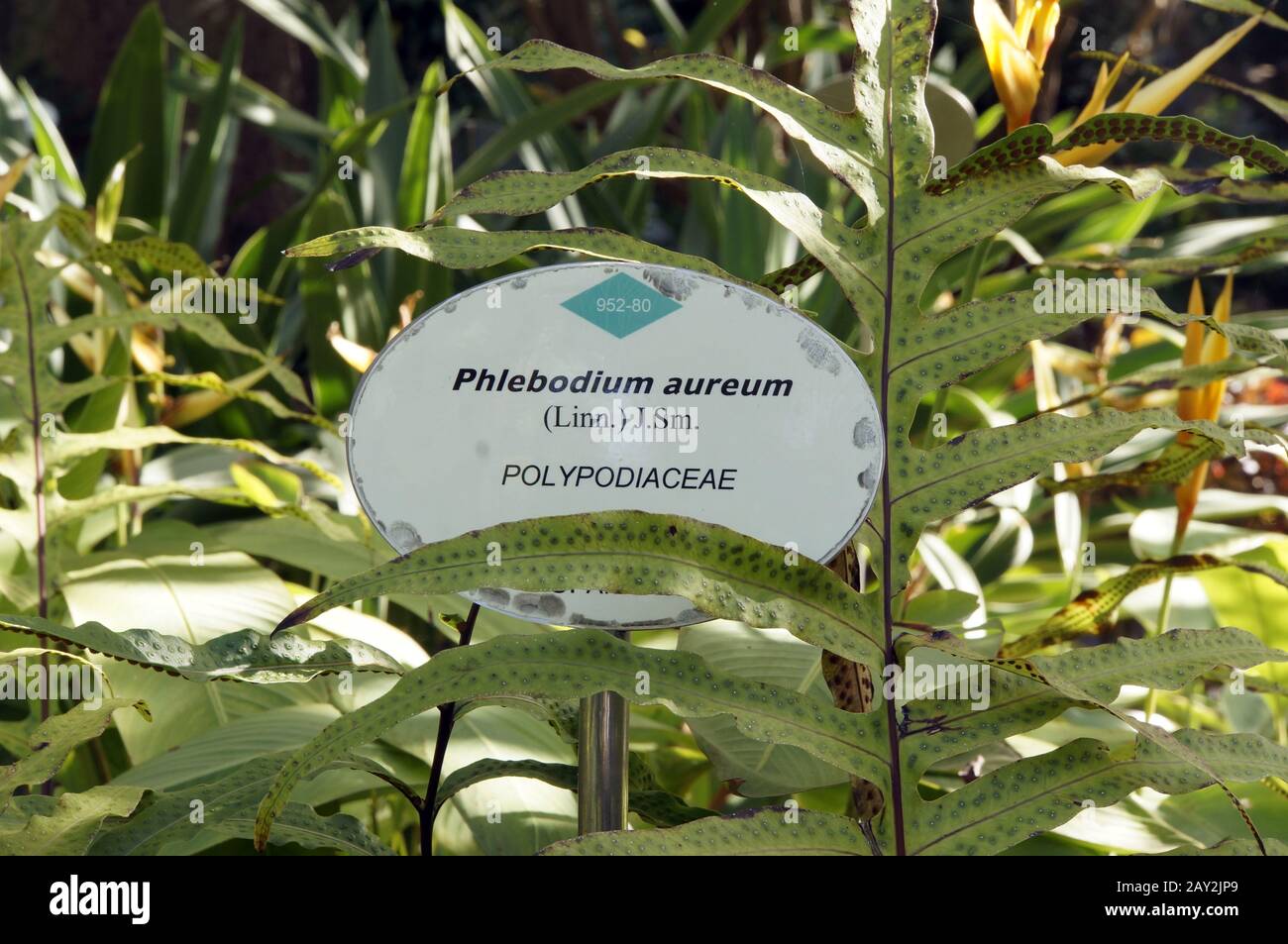 Gold fern hi-res stock photography and images - Alamy