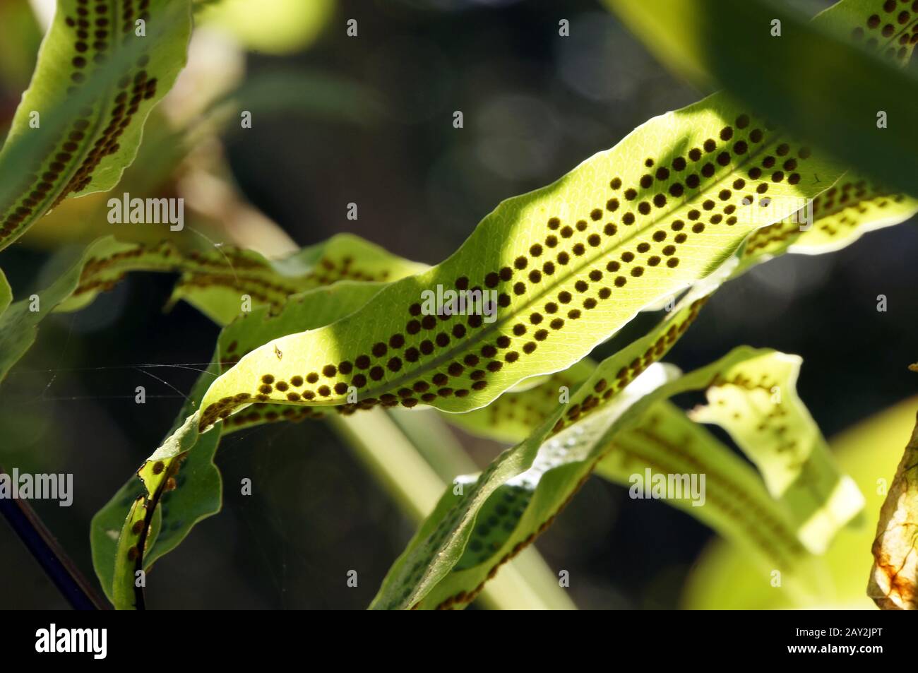Gold fern hi-res stock photography and images - Alamy