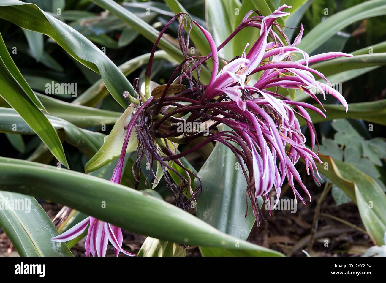 Hook lily hi-res stock photography and images - Alamy