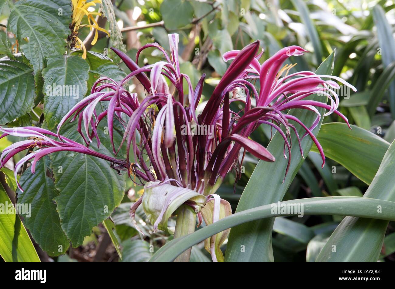 hook lily crossing Stock Photo - Alamy