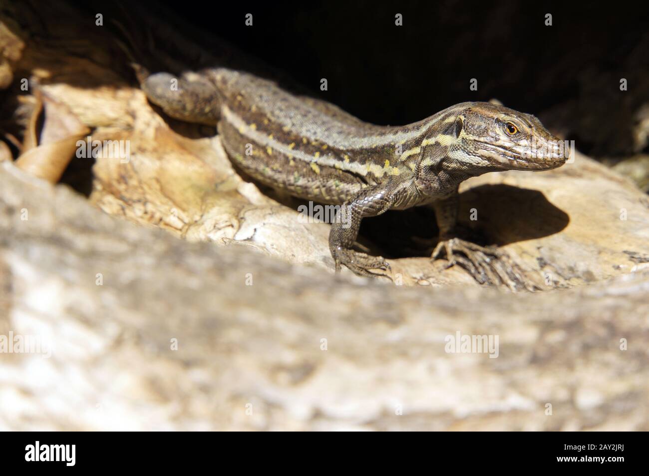Canary Island lizard Stock Photo - Alamy