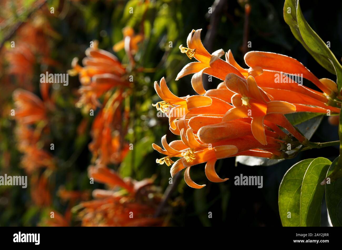 Fire tendril, fire bignony Stock Photo - Alamy