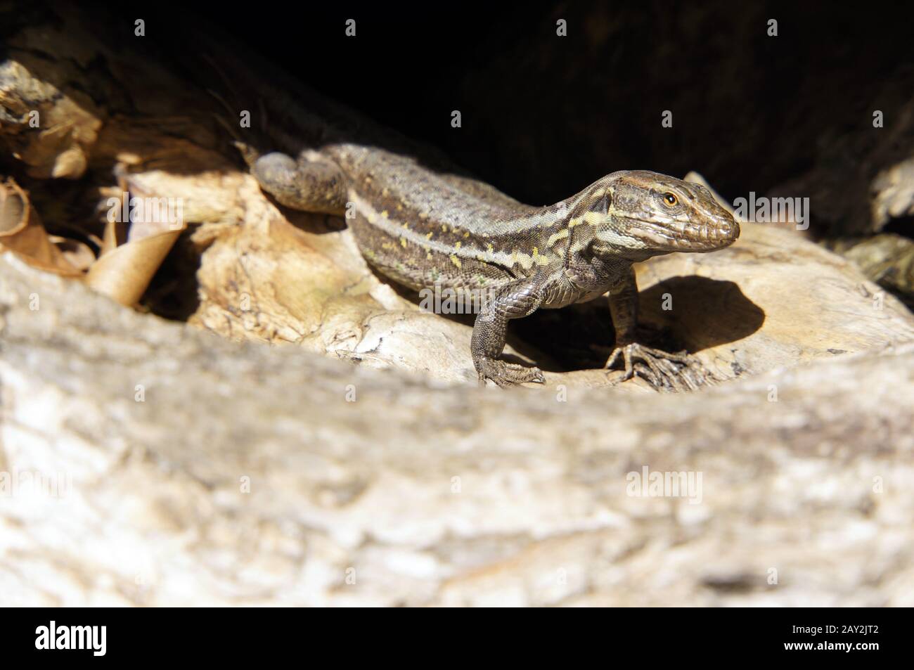 Canary Island lizard Stock Photo - Alamy