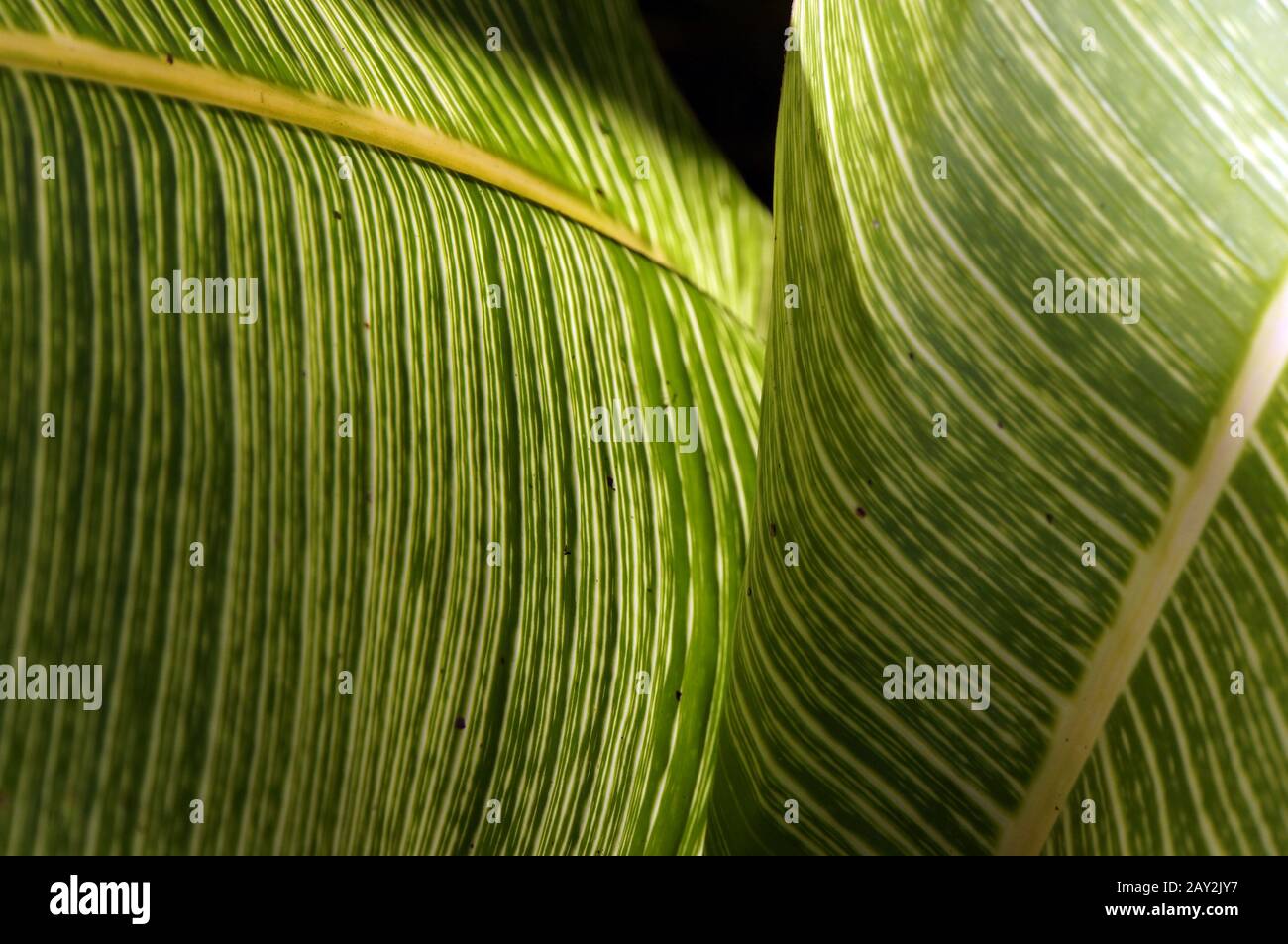 abstract leaf structures Stock Photo - Alamy
