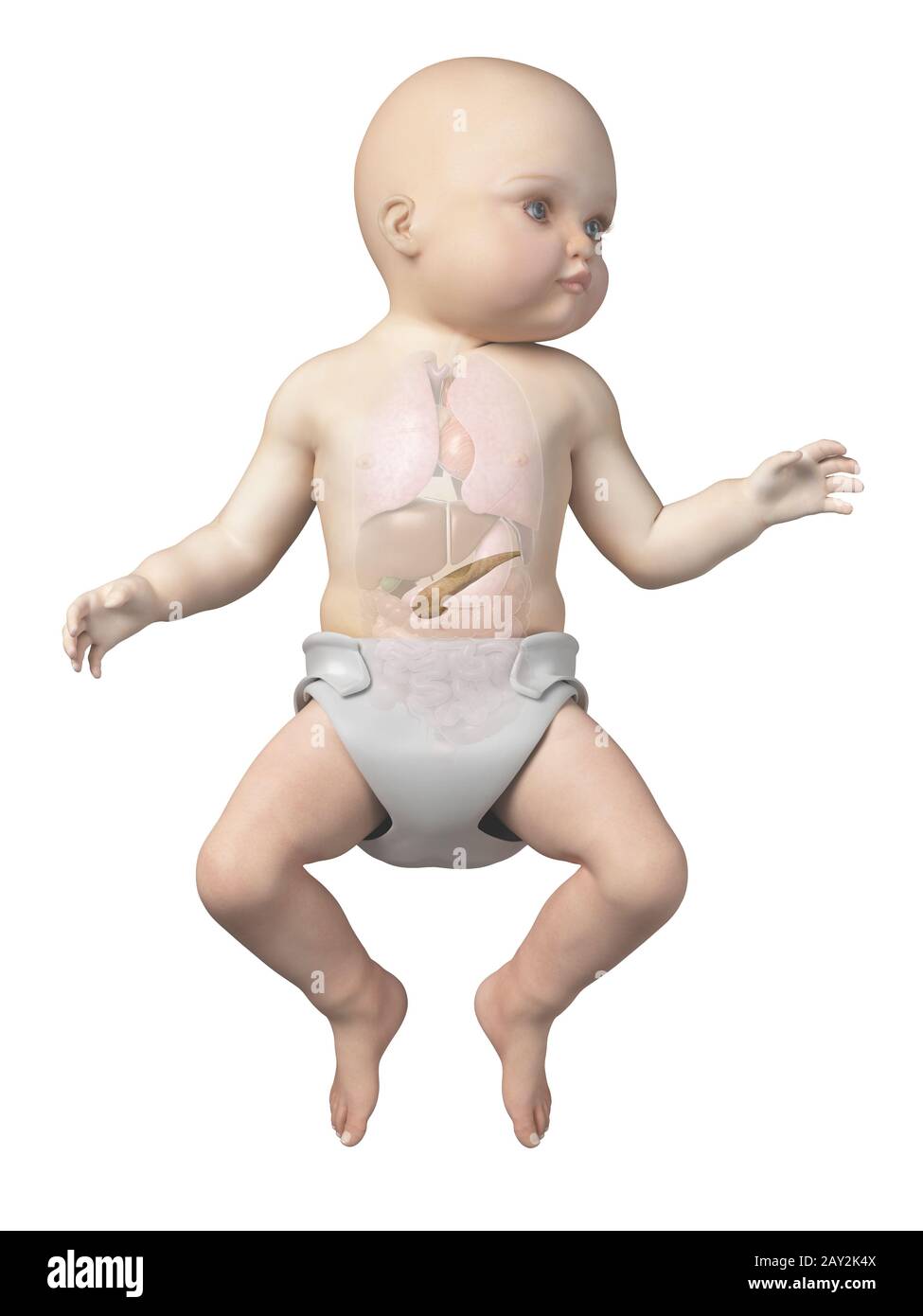 Infant anatomy High Resolution Stock Photography and Images - Alamy