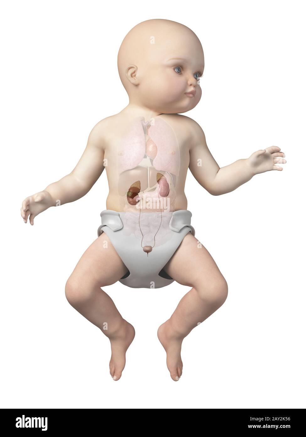 Anatomy of urinary system Cut Out Stock Images & Pictures - Alamy