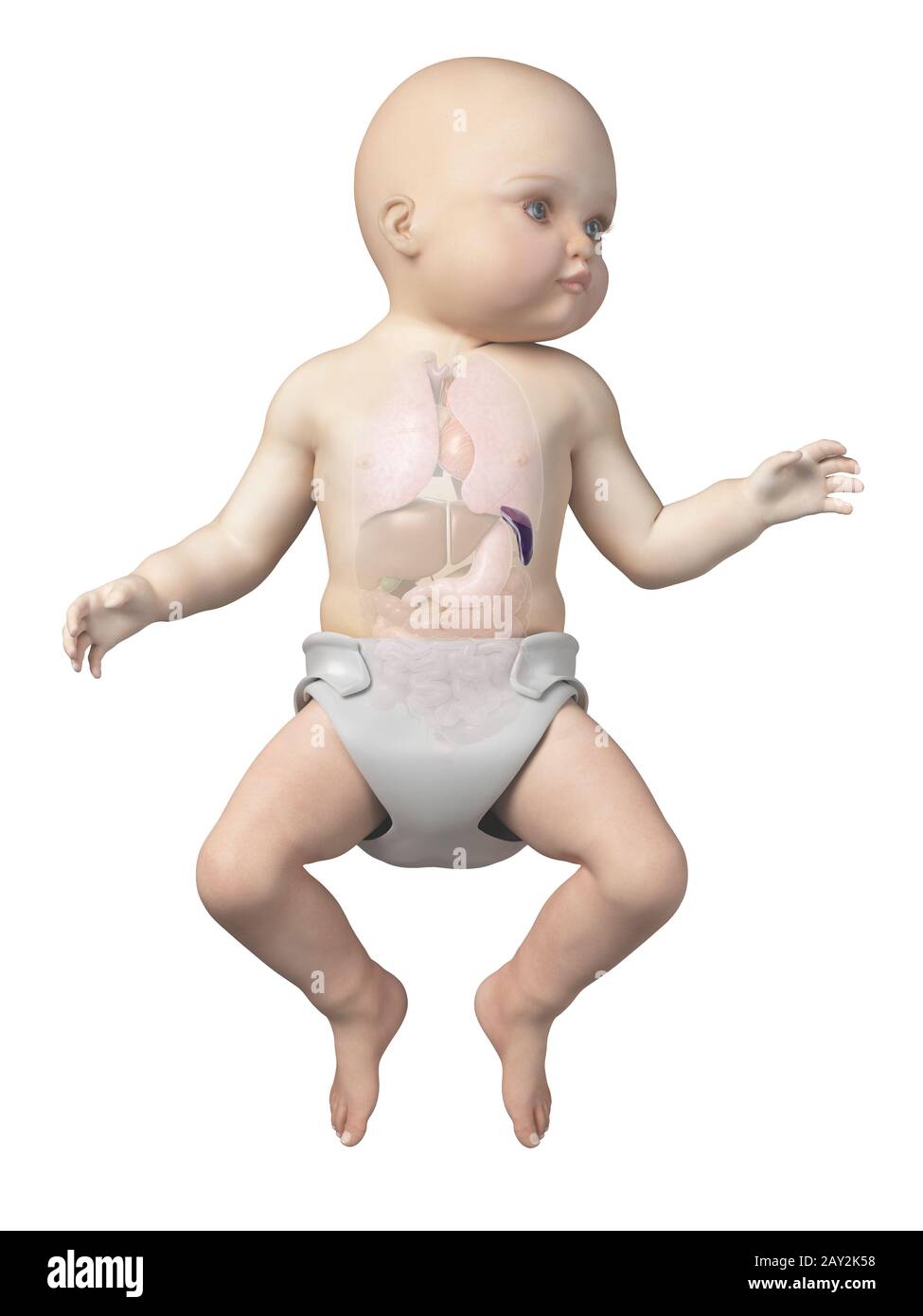 Infant anatomy hi-res stock photography and images - Alamy