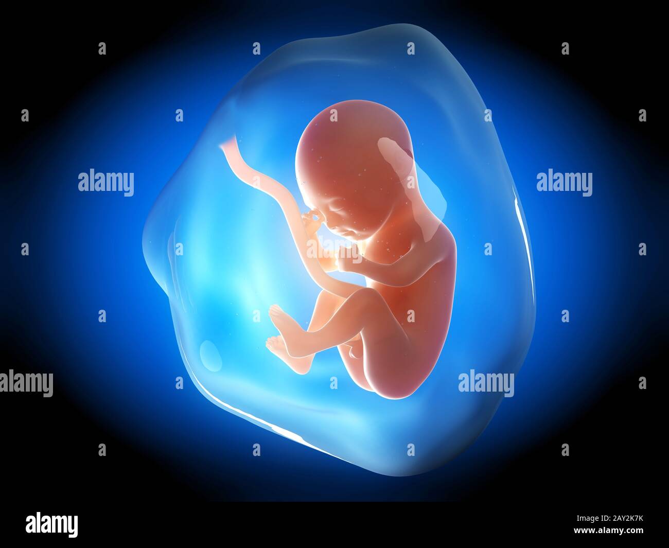 Development of fetus hi-res stock photography and images - Alamy