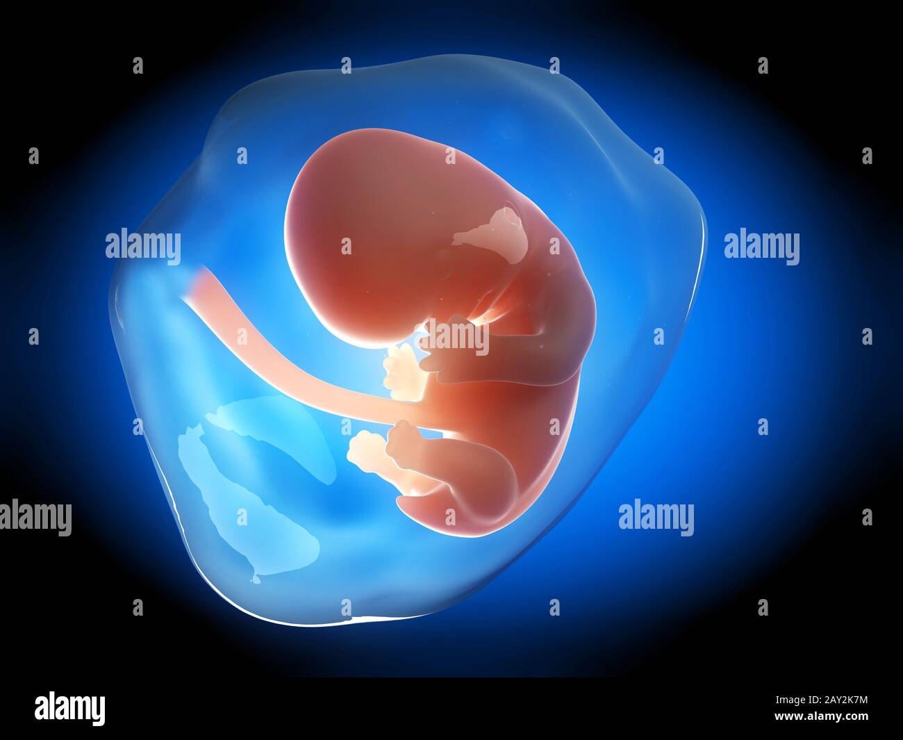 Human Fetus High Resolution Stock Photography and Images - Alamy