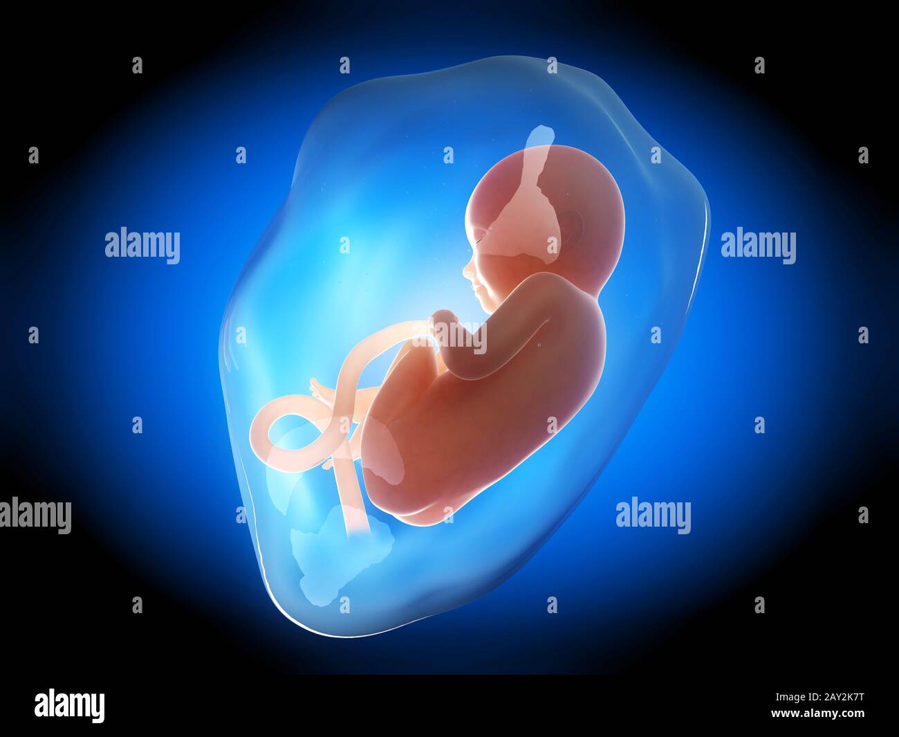 Fetus growth hi-res stock photography and images - Alamy