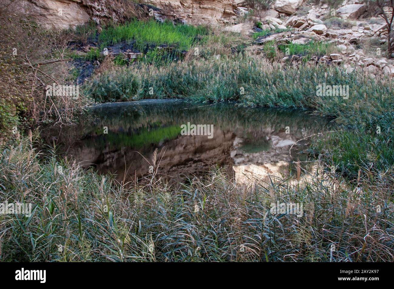 The upper pool at Sha'ib Luha - a natural permanent freshwater pond ...