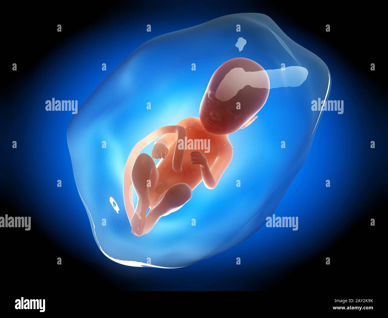 Fetus development hi-res stock photography and images - Alamy