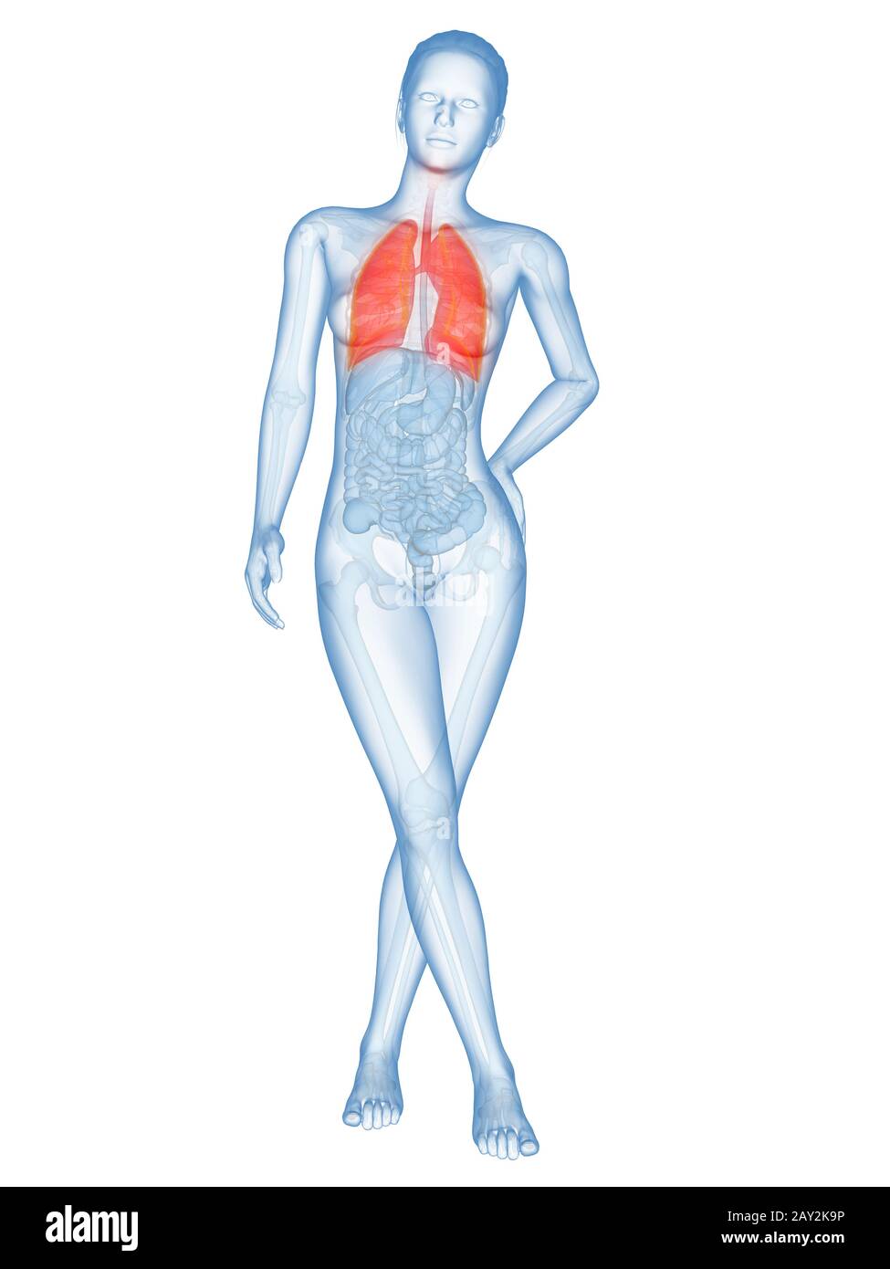 Female anatomy hi-res stock photography and images - Alamy